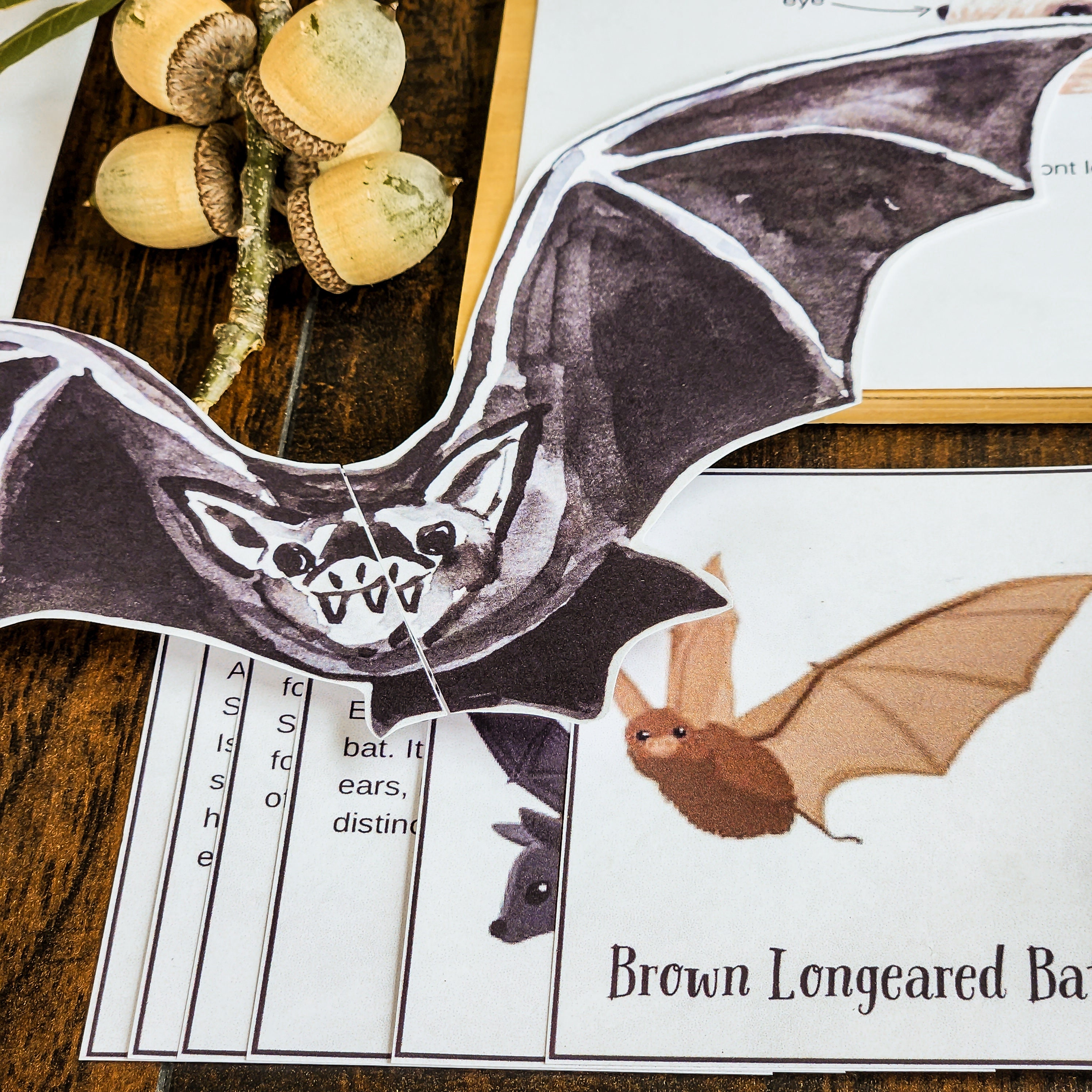 Bats Mini Study Printable Preschool Curriculum Homeschool Printable ...