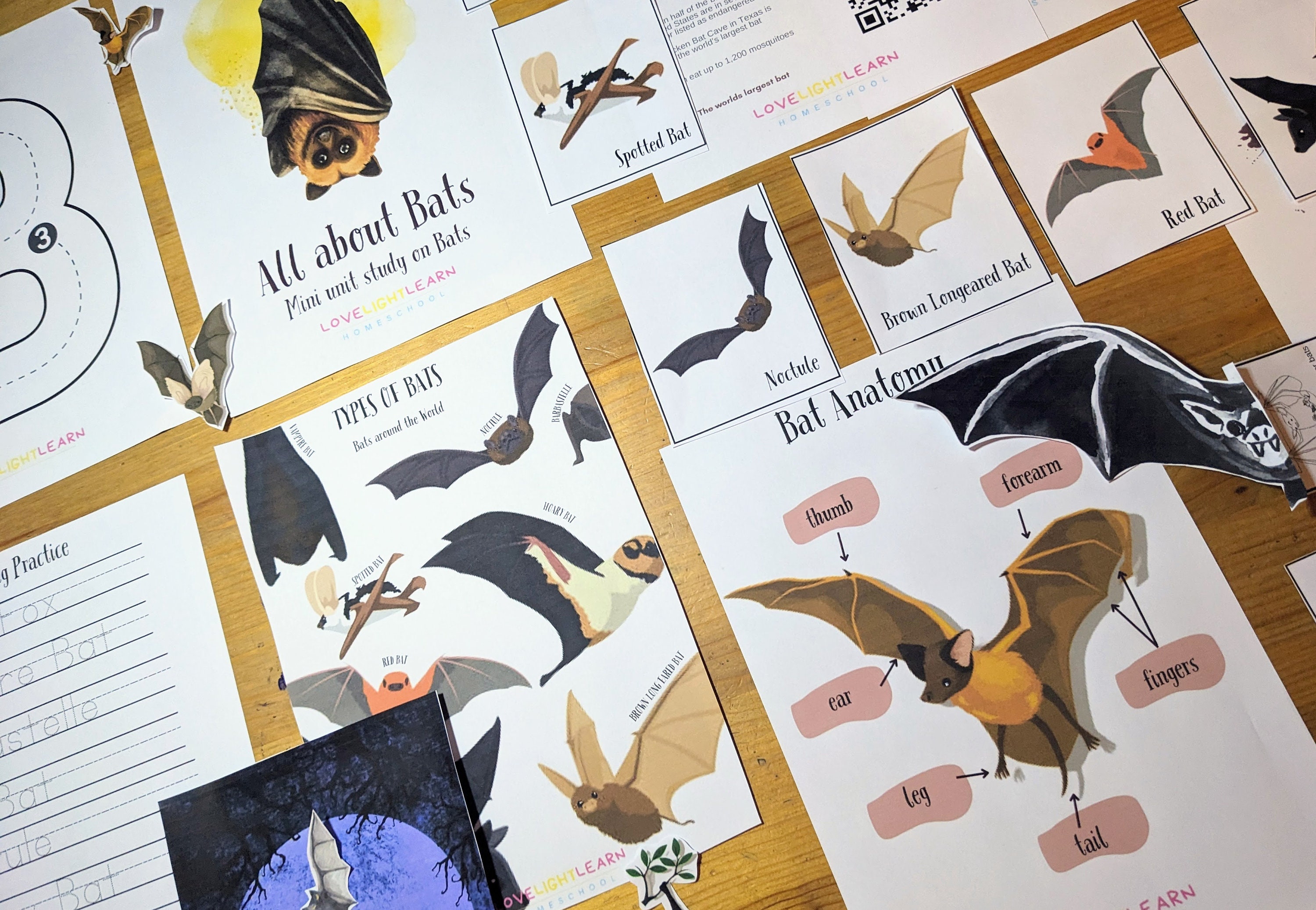 Bats Mini Study Printable Preschool Curriculum Homeschool Printable ...