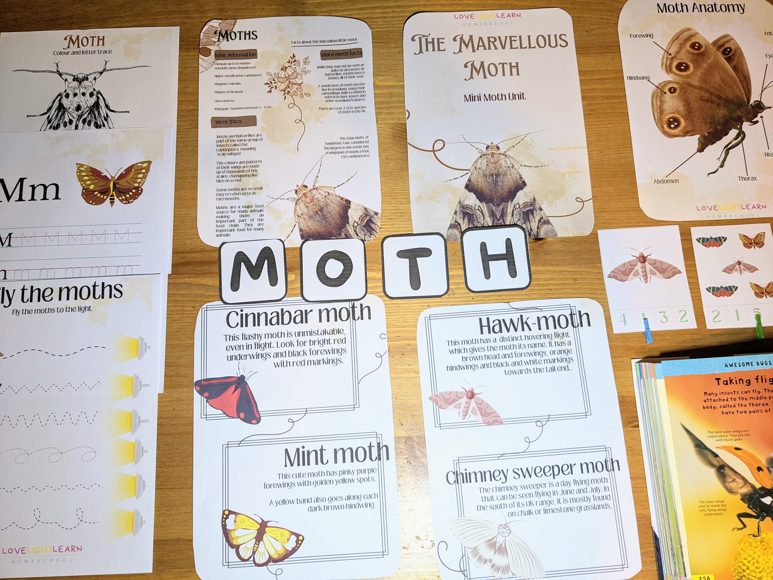 The Marvellous Moth nature Insects Nature Study - Etsy