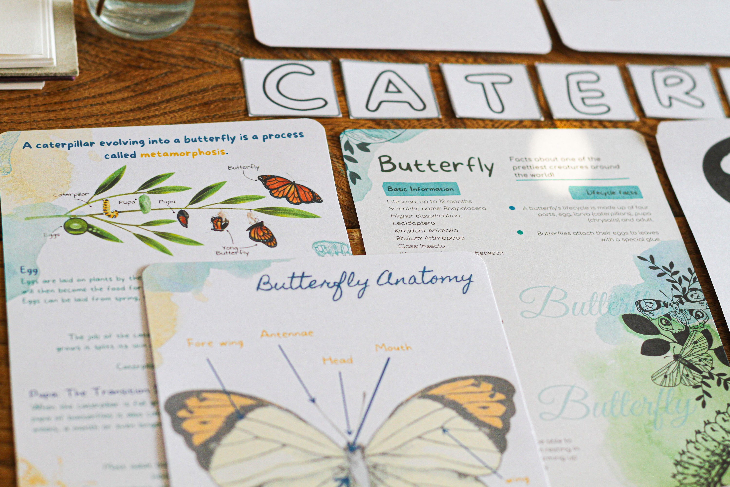 Caterpillar to Butterfly Printable Preschool Curriculum Homeschool ...