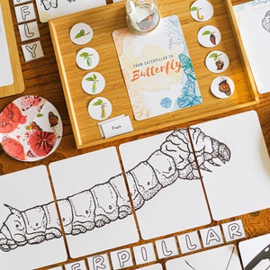 Caterpillar to Butterfly Printable | Preschool Curriculum | Homeschool ...