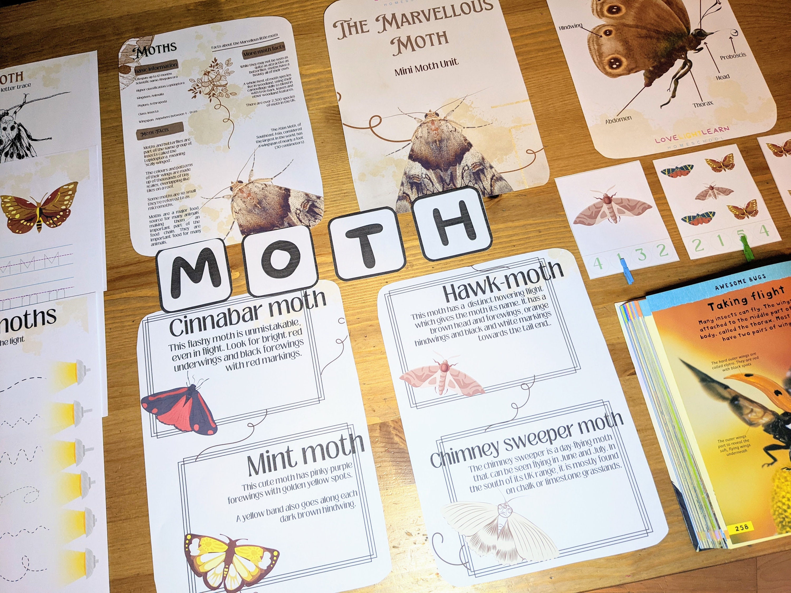 The Marvellous Moth |nature | Insects | Nature Study | - Etsy