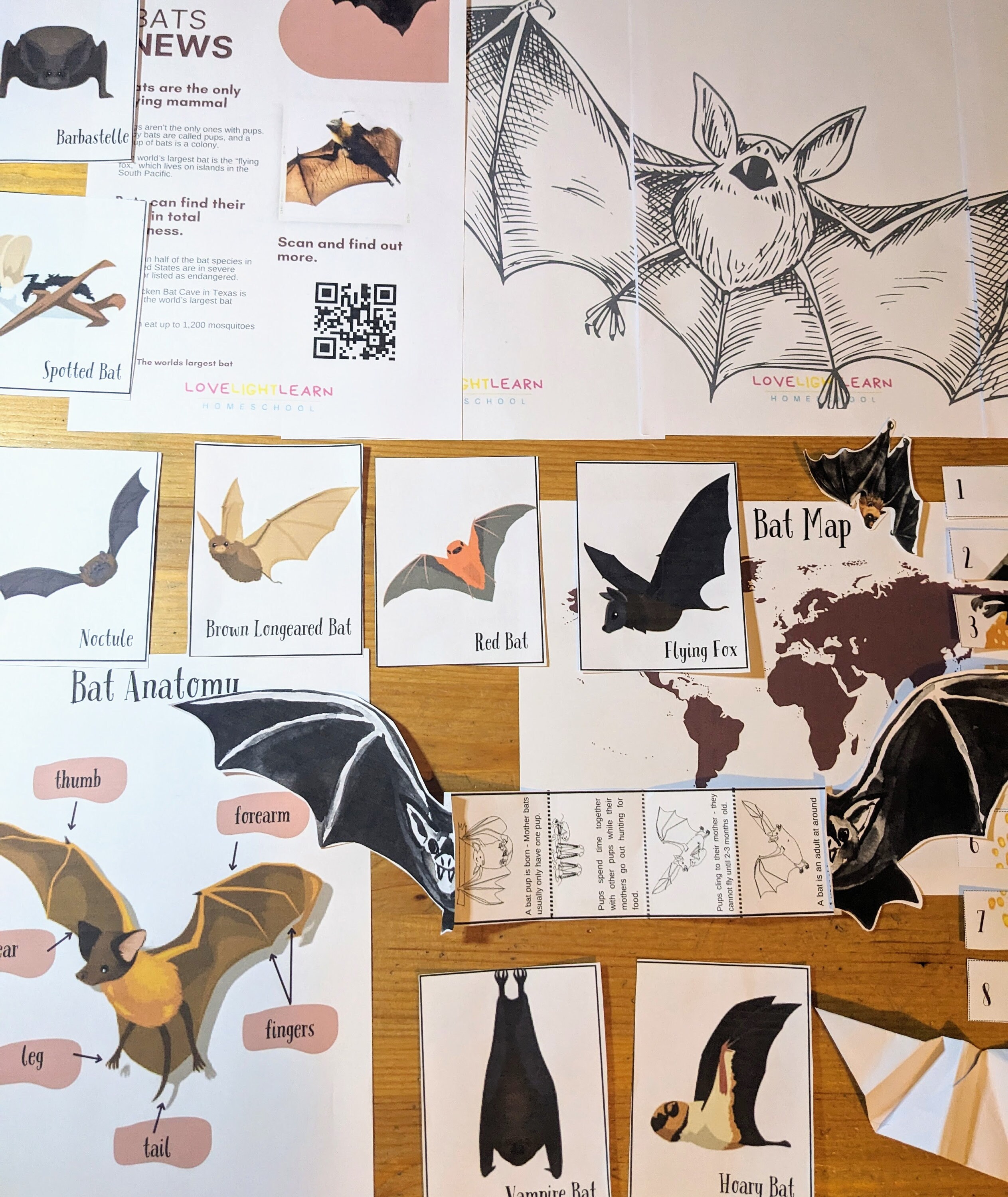 Bats Mini Study Printable Preschool Curriculum Homeschool Printable ...