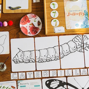 Caterpillar to Butterfly Printable | Preschool Curriculum | Homeschool ...
