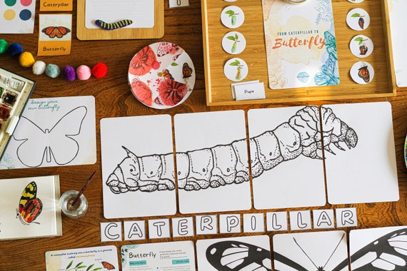 Caterpillar to Butterfly Printable Preschool Curriculum - Etsy