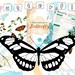 Caterpillar to Butterfly Printable | Preschool Curriculum | Homeschool ...