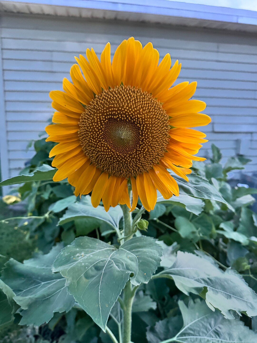 Sunflower Seeds ~ Dwarf Sunspot - Etsy