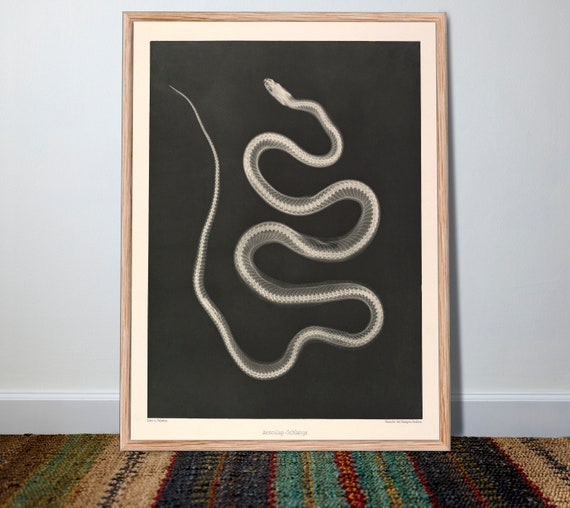 Snake X-ray Image Early X-ray Image Josef Maria Eder | Etsy