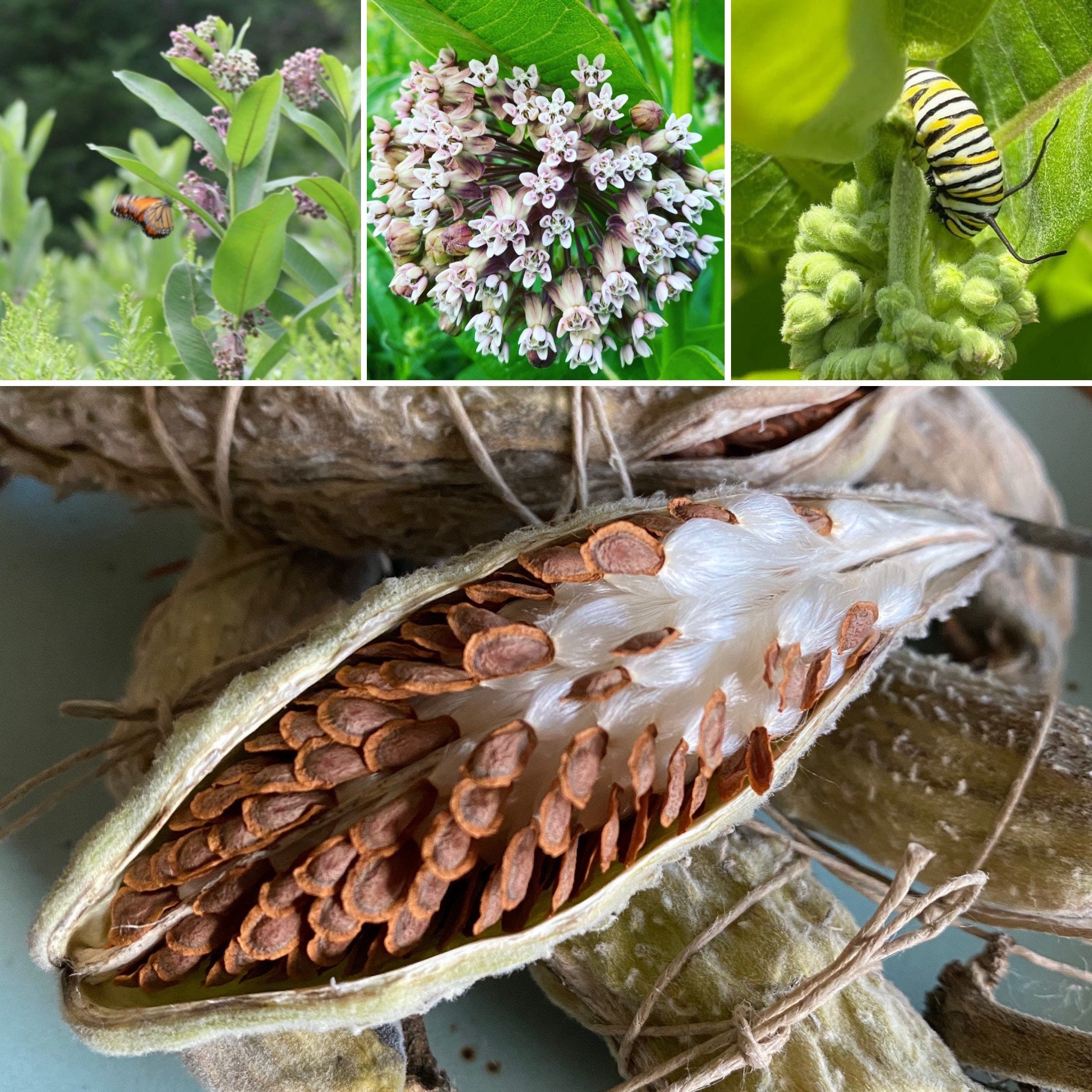 Common Milkweed Seed Pod Monarch Plant, Intact Pod With Approx 200 ...