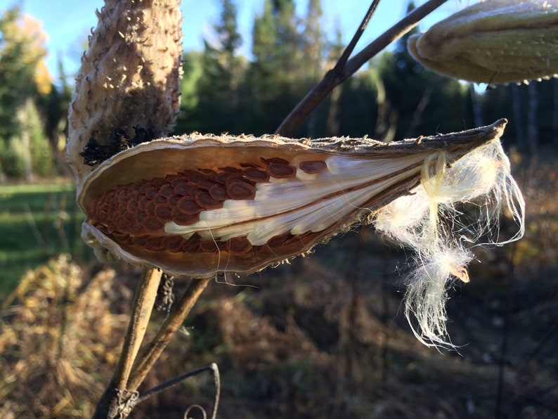 Common Milkweed Seed Pod Monarch Plant, Intact Pod With Approx 200 ...
