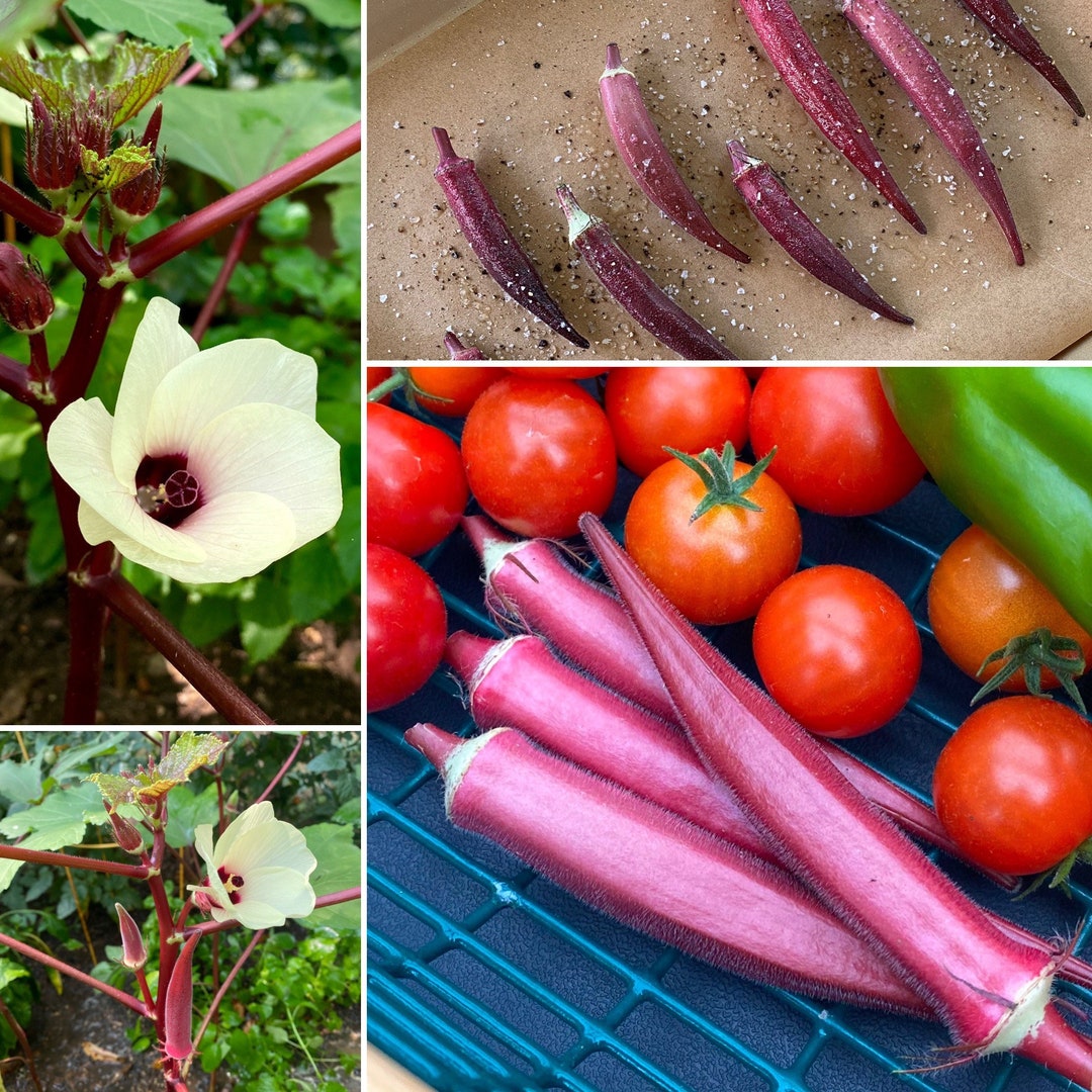 Pink Okra Seed, Okinawa Pink Rare Seed Packet - Etsy