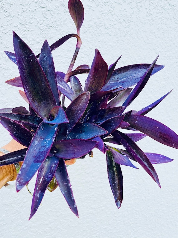 Purple Heart Wandering Jew Pack of 3 Cuttings Fully - Etsy