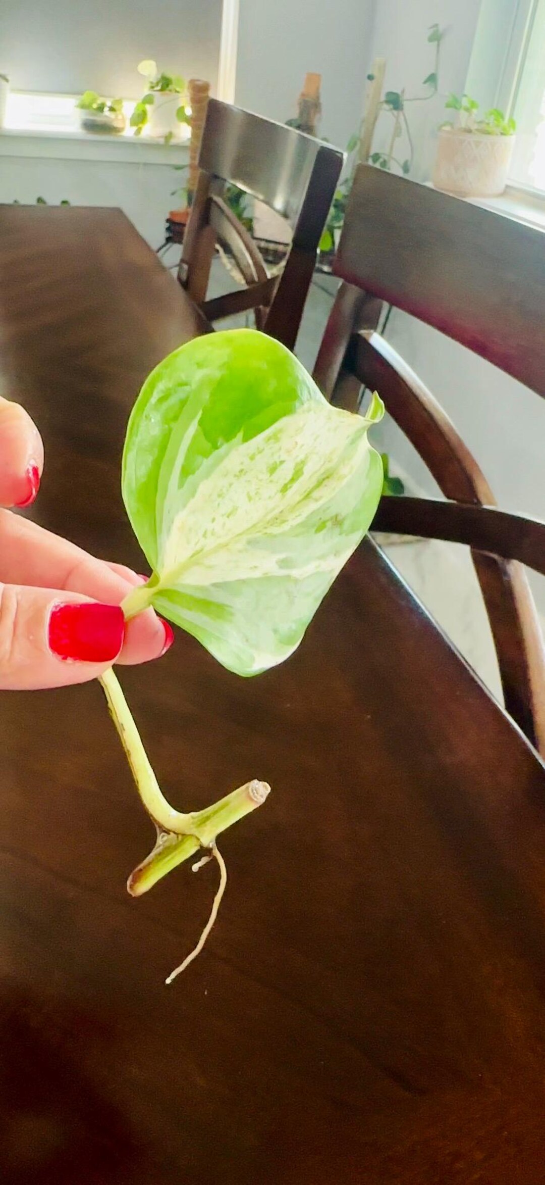Variegated Manjula Pothos - Rooted Plant in 4in Pot Options and MORE - Etsy