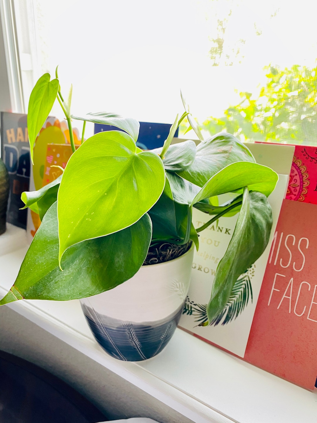Live Philodendron Scanden Live Plant Plant Decor Rooted - Etsy