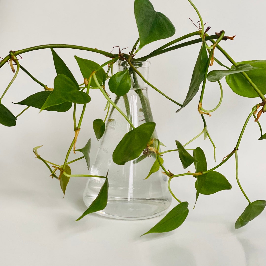 Philodendron Heartleaf Cuttings: Sweetheart Vine Plant Clipping - Etsy