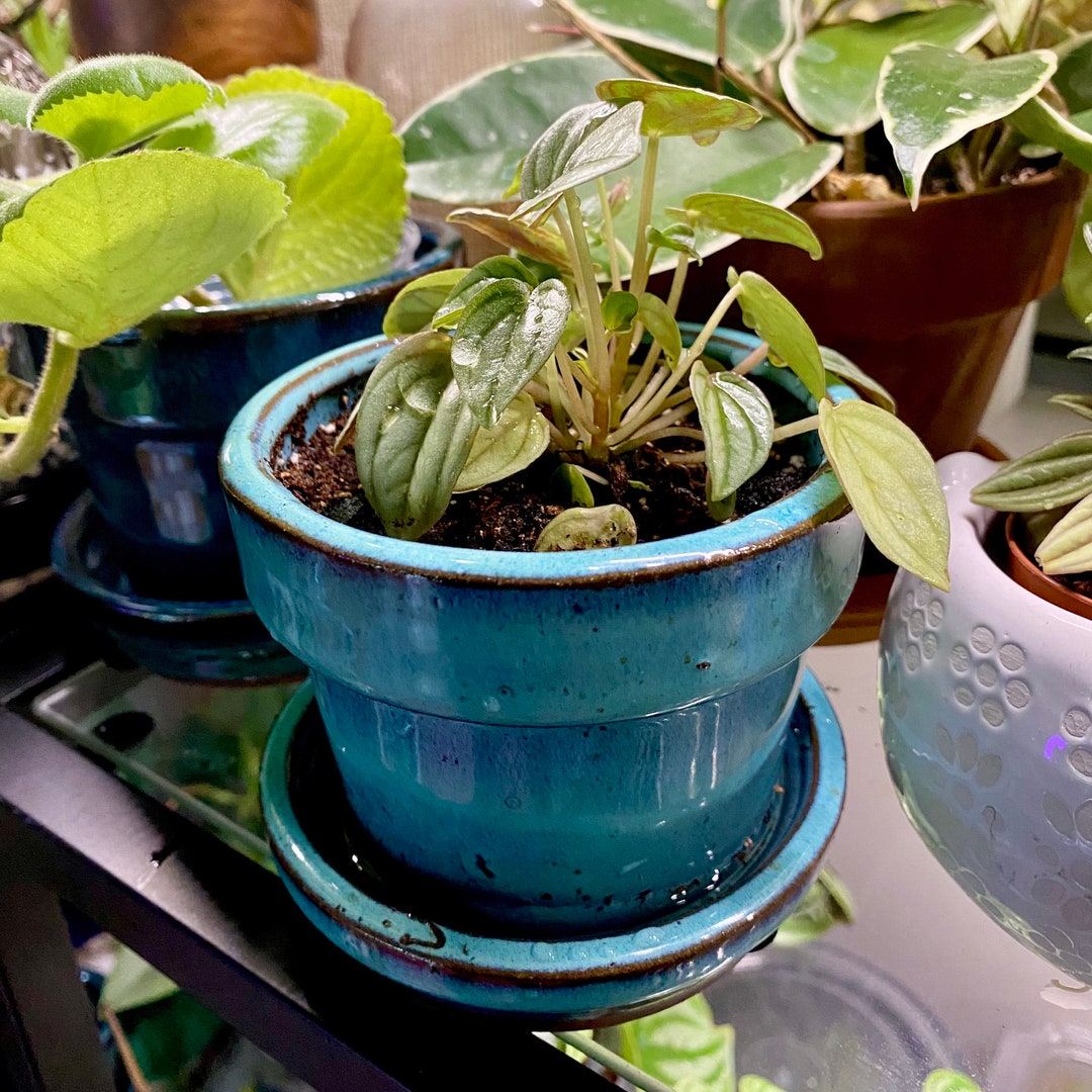 Pick Your Color Ceramic Pot - 3 Inch Pot Size - Unique - Premium ...