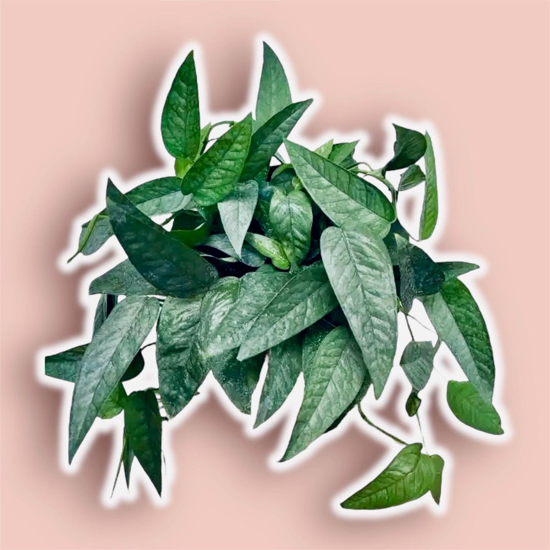 Cebu Blue Plant - Epipremnum Pinnatum Cutting (4 Inch Pot) - Etsy