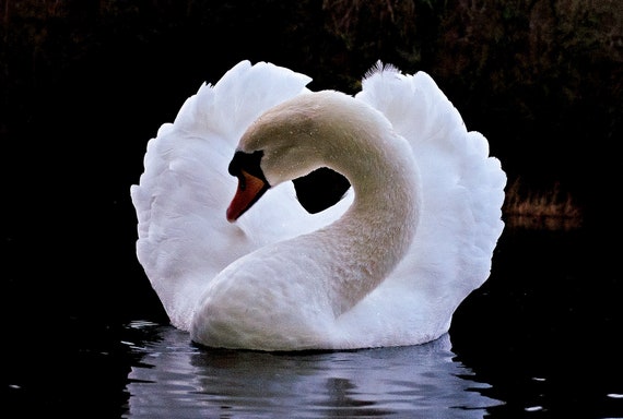 Mute Swan in Heart Shape A4 Print | Etsy
