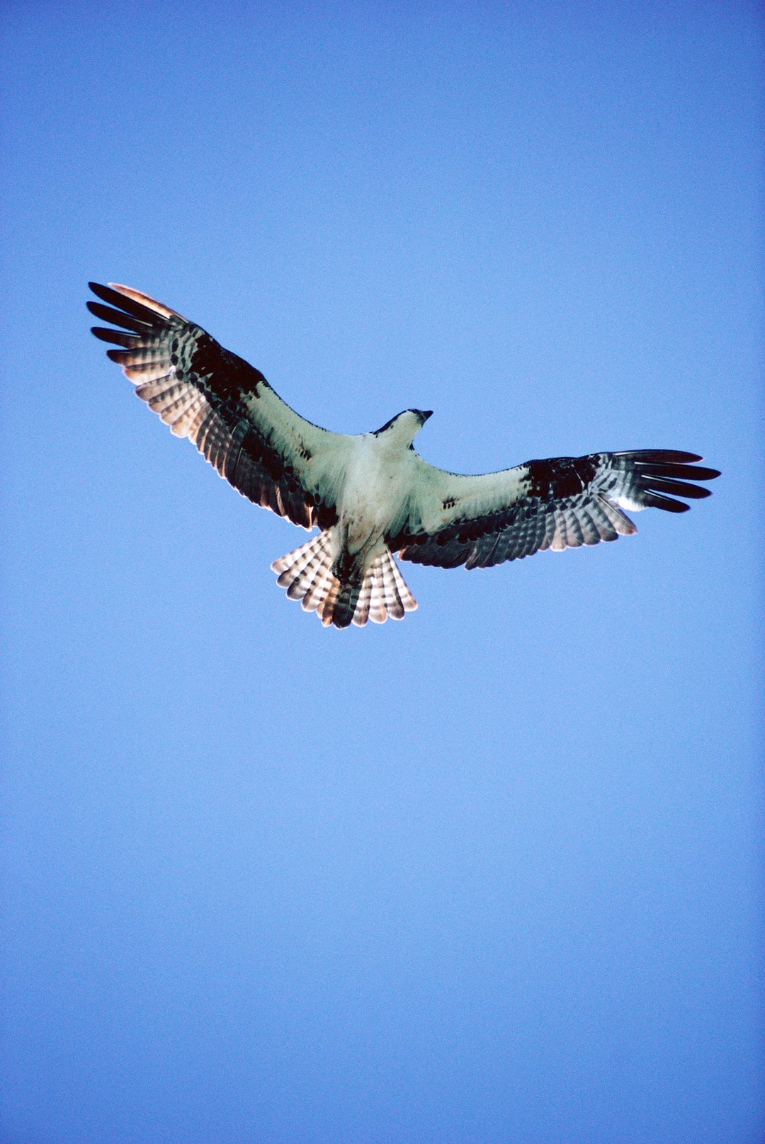 Osprey A4 Print - Etsy