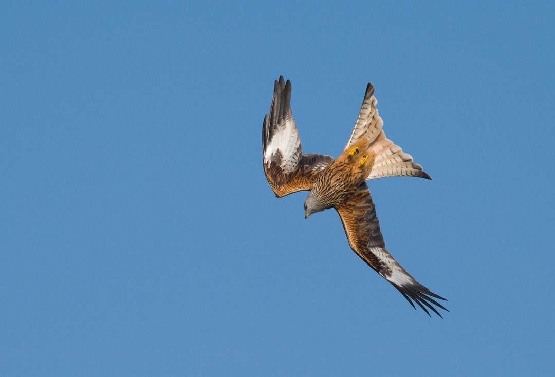 Rotmilan. A4 drucken - Etsy.de