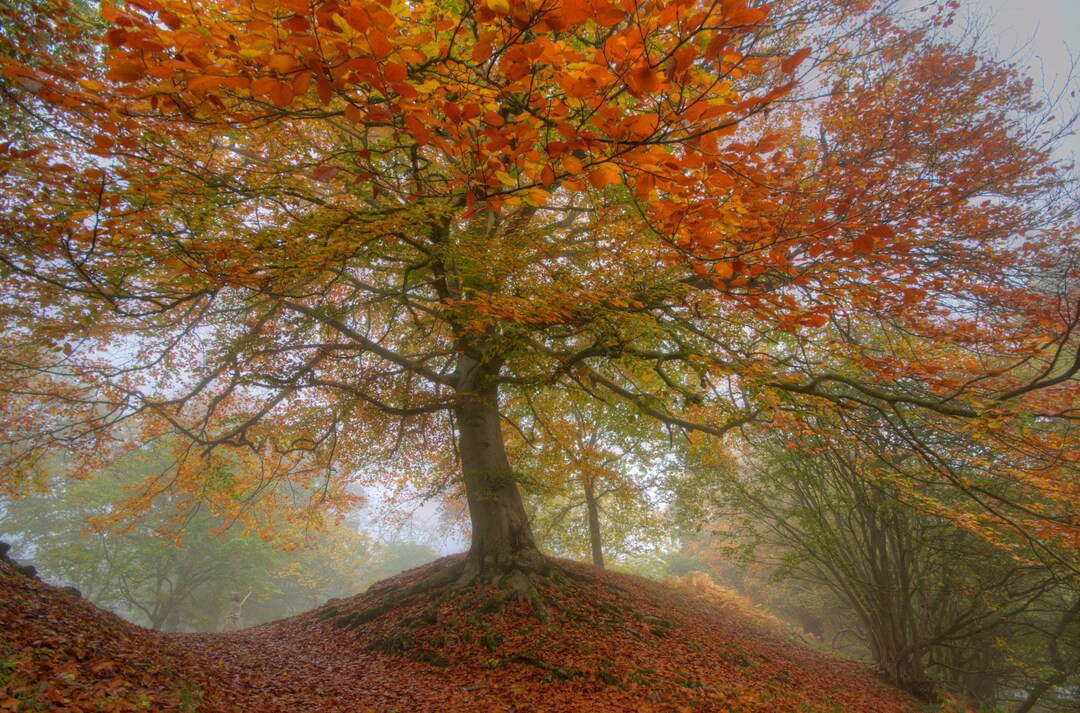 Autumn Beech Tree A4 Printed Photo - Etsy