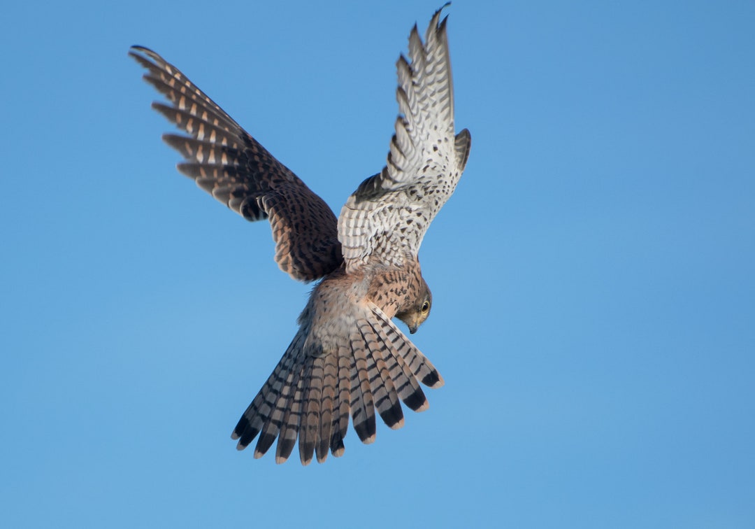 Kestrel Hovering. A4 Print - Etsy