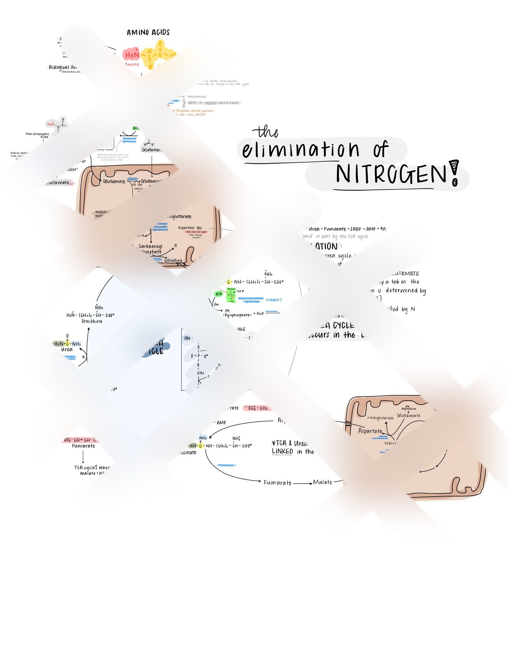 Nitrogen Fixation/elimination Reaction Diagram + Notes - Etsy