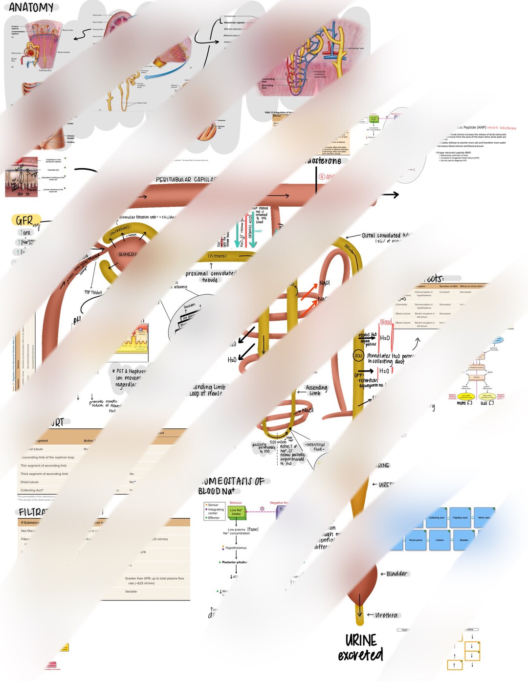 Renal Notes and Diagrams (review) - Etsy