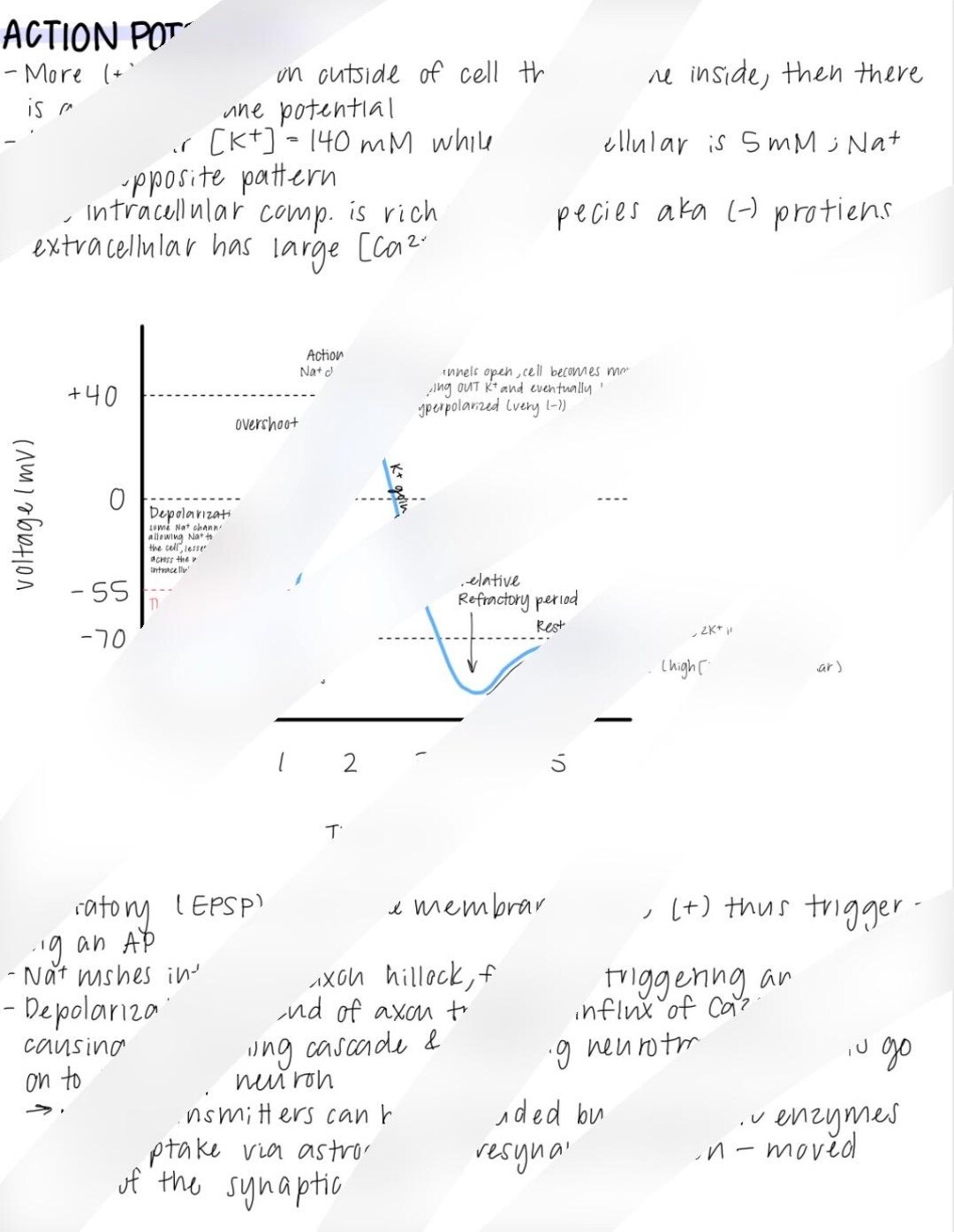 Action Potential Study Sheet - Etsy