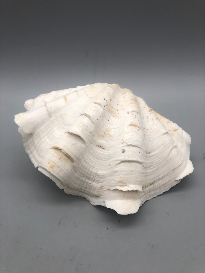 Vintage Shell Night Light. - Etsy