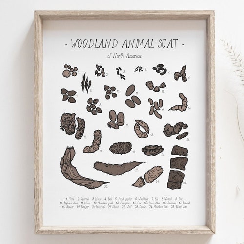 Animal Scat Print Woodland Animal Droppings Poster - Etsy