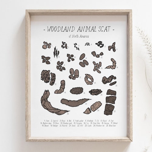Animal Scat Print Woodland Animal Droppings Poster - Etsy