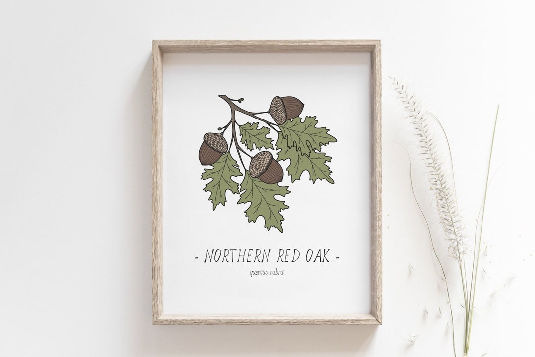 Oak Leaves Print - Acorn Poster, Botanical Drawing, Woodland Art ...