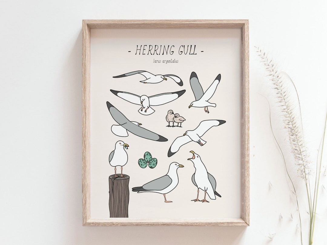 Seagull Print - Herring Gull Poster, Seabird Chart, Beach House Decor ...