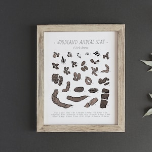 Animal Scat Print - Woodland Animal Droppings Poster, Wilderness Poop ...