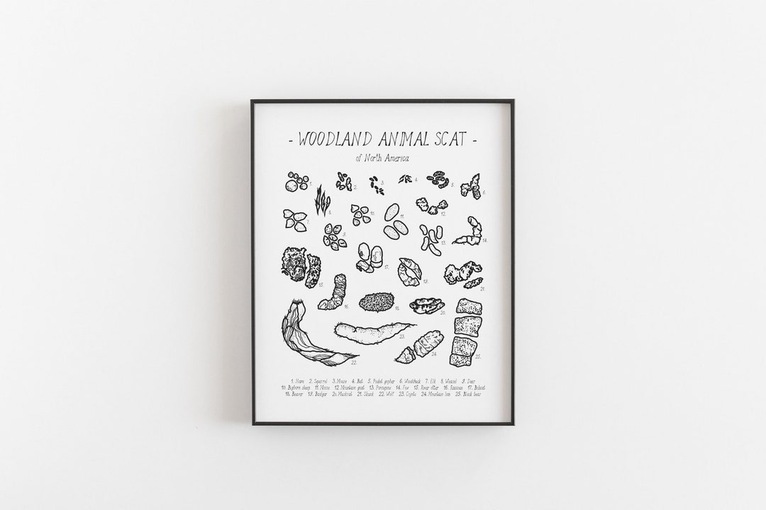 Animal Scat Print - Woodland Animal Droppings Poster, Wilderness Poop ...