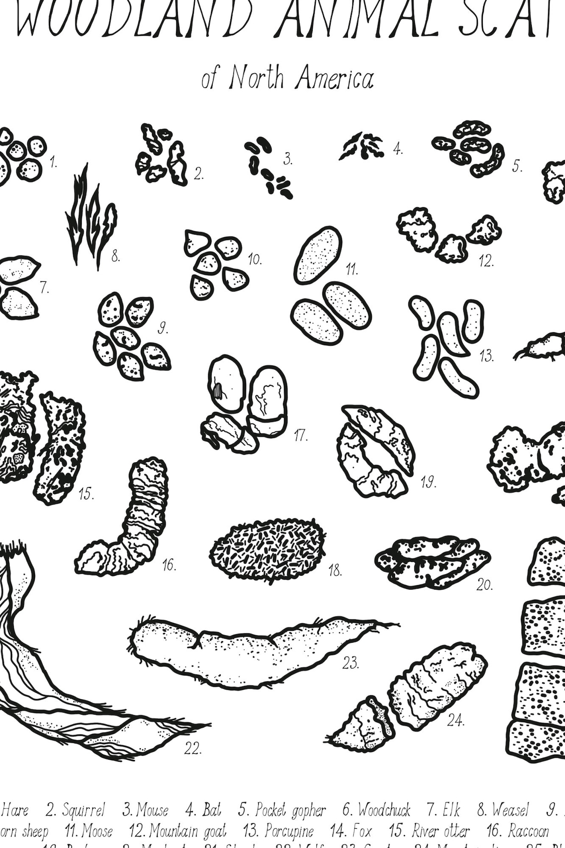 Animal Scat Print - Woodland Animal Droppings Poster, Wilderness Poop ...