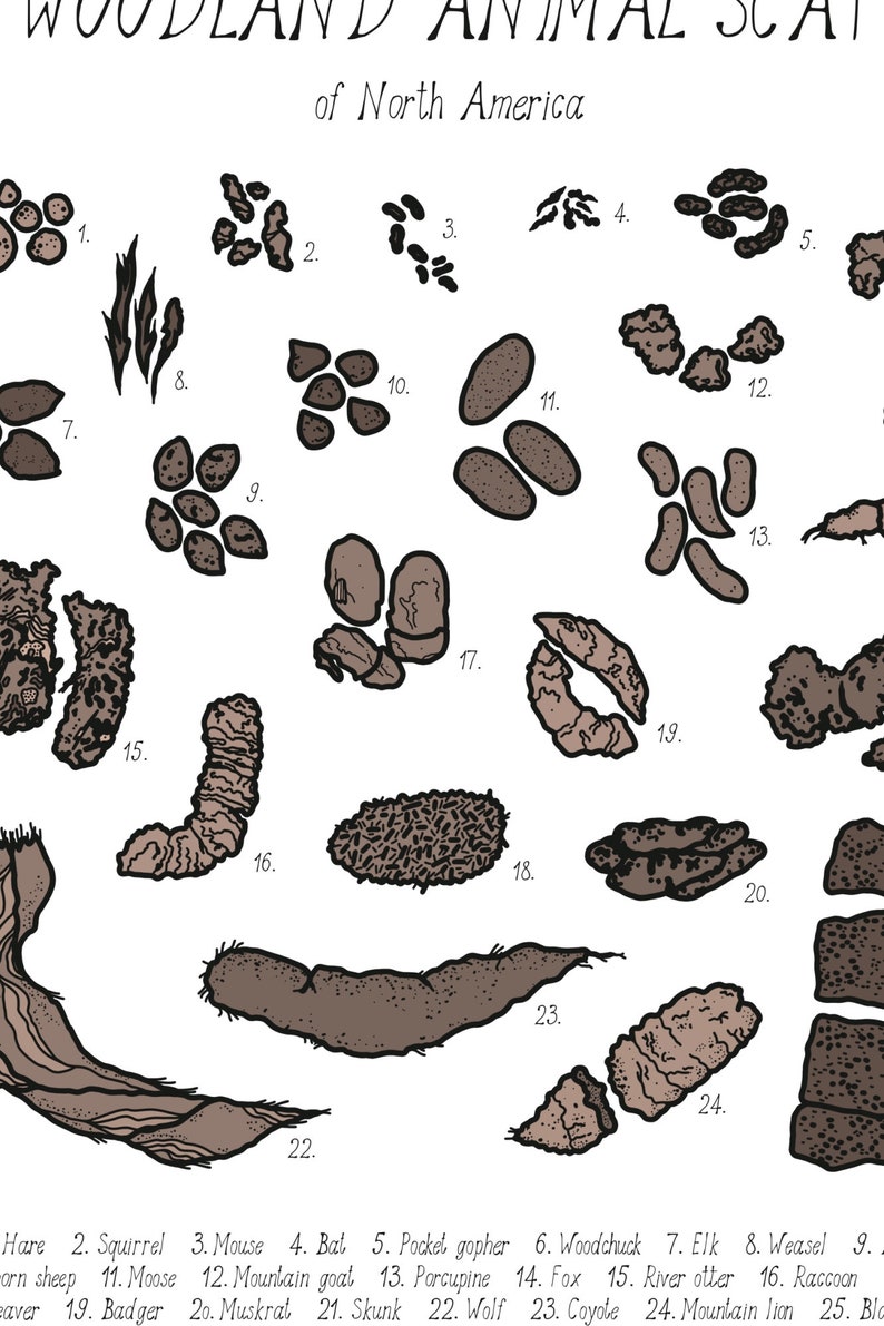 Animal Scat Print Woodland Animal Droppings Poster - Etsy