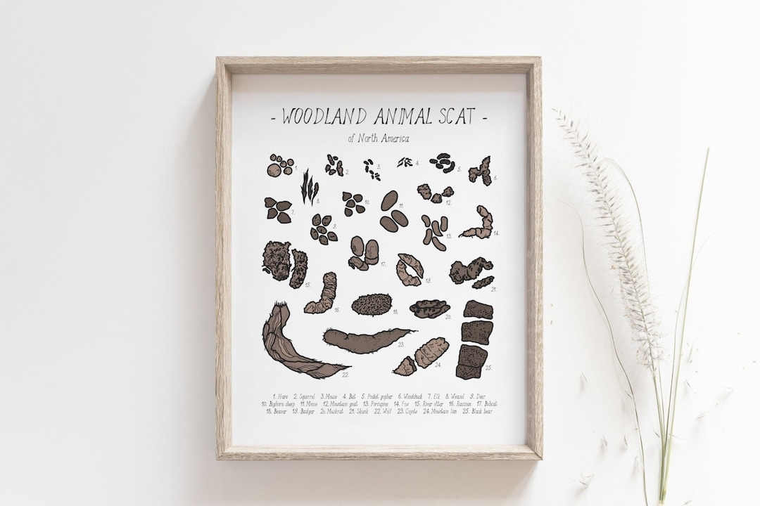 Animal Scat Print - Woodland Animal Droppings Poster, Wilderness Poop ...