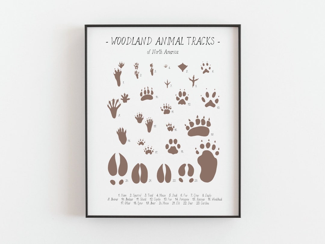Animal Tracks Print - Woodland Animals Paw Prints Poster, Wilderness ...