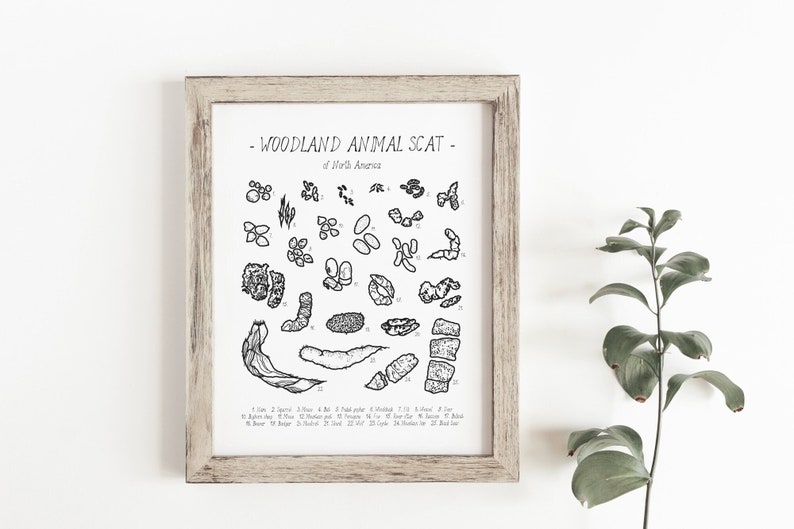 Animal Scat Print - Woodland Animal Droppings Poster, Wilderness Poop ...