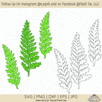 Koa Leaves SVG - Koa Leaf Clip Art - Digital Download - Acacia Leaf SVG ...
