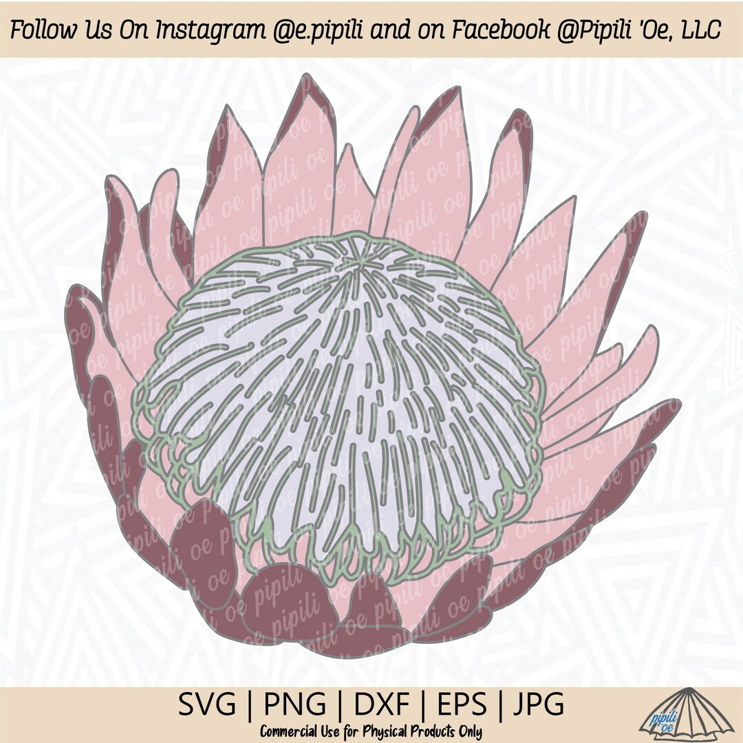 Protea Flower SVG - Protea PNG - Protea Clip Art - Digital Download ...