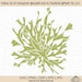 Limu - Seaweed SVG - Seaweed SVG - Limu Clip Art - Digital Download ...