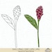Ginger Flower SVG - Flower SVG - Plant SVG - Ginger Flower Clip Art ...