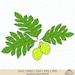 Ulu - Breadfruit SVG - Plant SVG - Ulu SVG - Breadfruit Svg - Ulu Cut ...