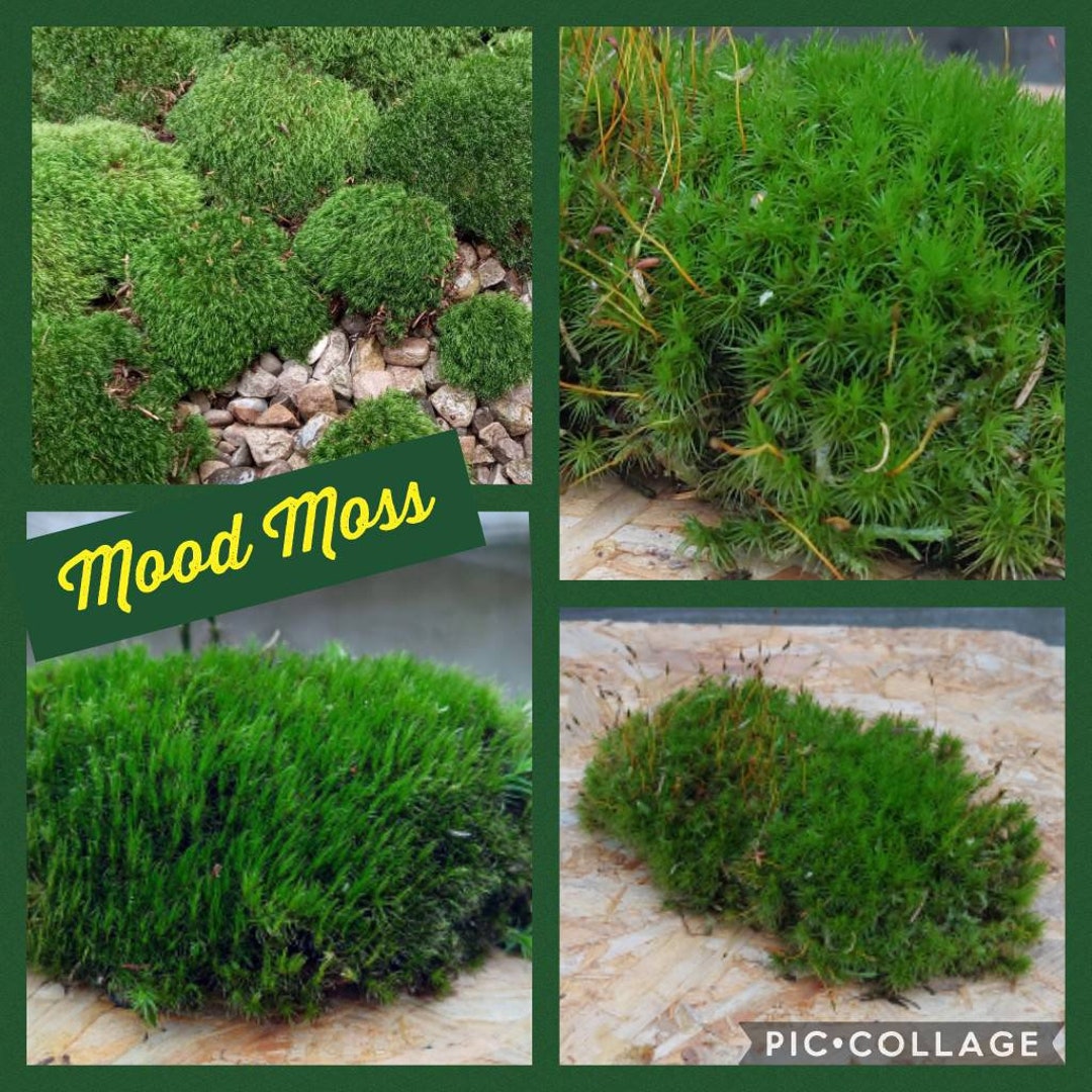 Cushion Moss, Mood Moss, Bun Moss, Broom Fork, Woodland Cushion Moss ...