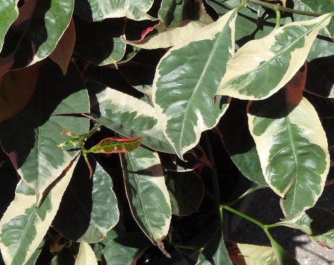 Firestorm Chinese Croton Excoecaria Cochinchinensis Plant, 4" - Etsy