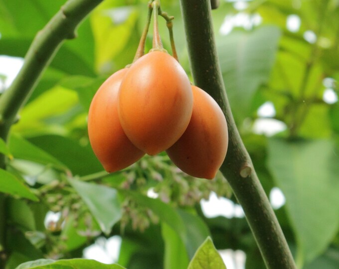 Tamarillo Tree Tomato Plant 2.5" - Etsy