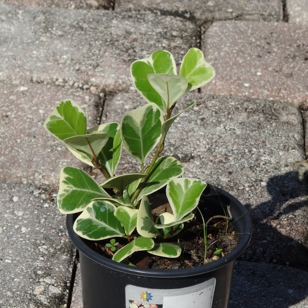 Ficus Triangularis Variegated - Etsy